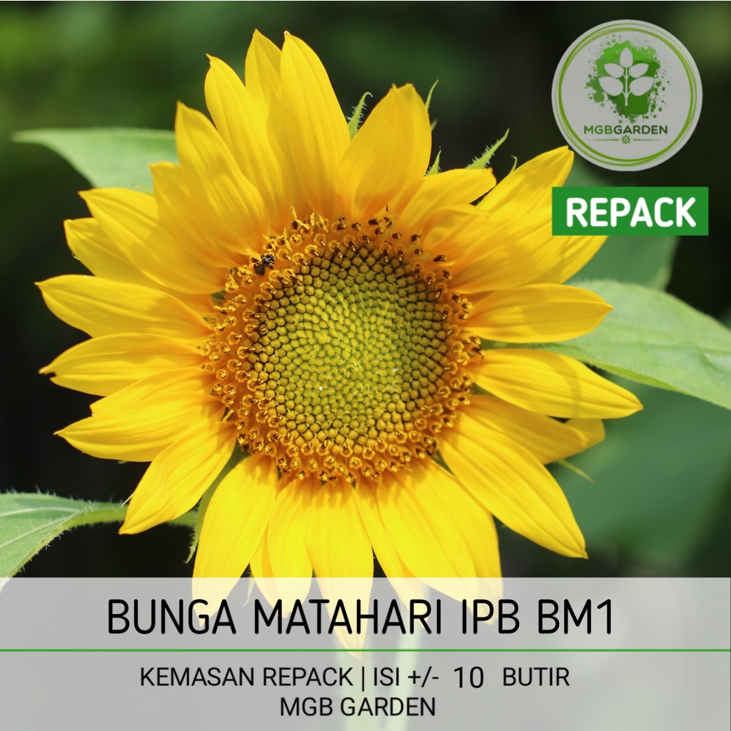 jual-benih-biji-bakal-bibit-bunga-matahari-sunflower-bm1-repack