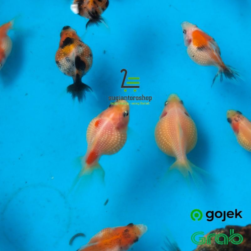 Jual ikan koki mutiara Indonesia|Shopee Indonesia