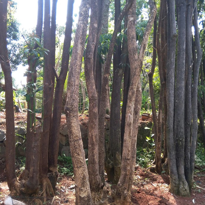 Jual tanaman pohon pelindung pohon pule grouping | Shopee Indonesia