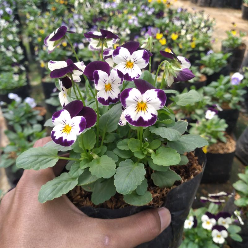 Jual Tanaman Bunga Pansy Viola Bunga Pancy Hidup Tanaman Hias Edible ...