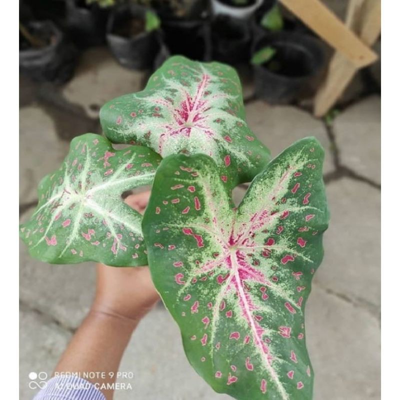 Jual keladi bercak pink tanaman hias bercak darah brcak pink murah ...