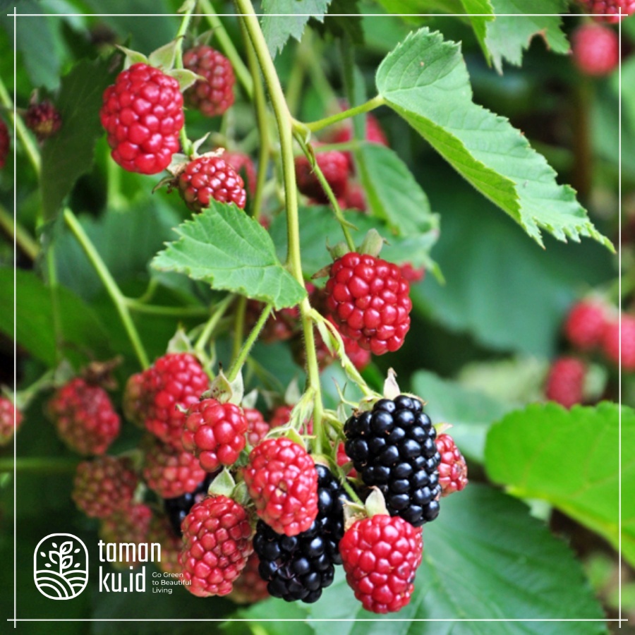 Jual Bibit Tanaman Buah Arbei Besaran Murbey Murbei Murberi Batang ...