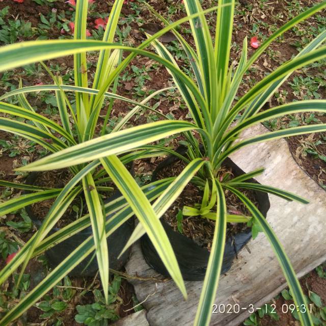 Jual Tanaman hias pandan kuning - pandan kuning | Shopee Indonesia