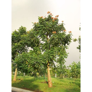 Jual Benih/Biji Pohon Spathodea/Sepatudua/kiacret/crut-crutan ...