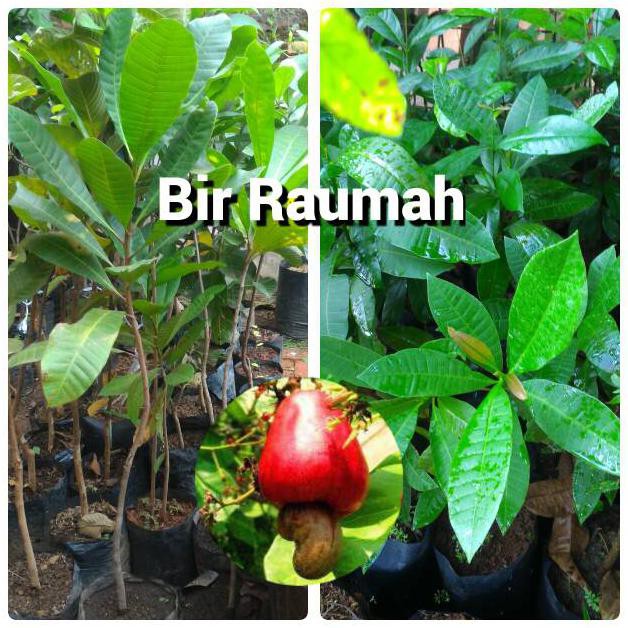 Jual Mail Bibit Pohon Jambu Mede Atau Mete Atau Jambu Monyet | Shopee ...