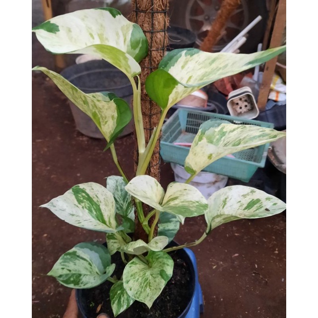 Jual monstera epipremnum manjula | Shopee Indonesia