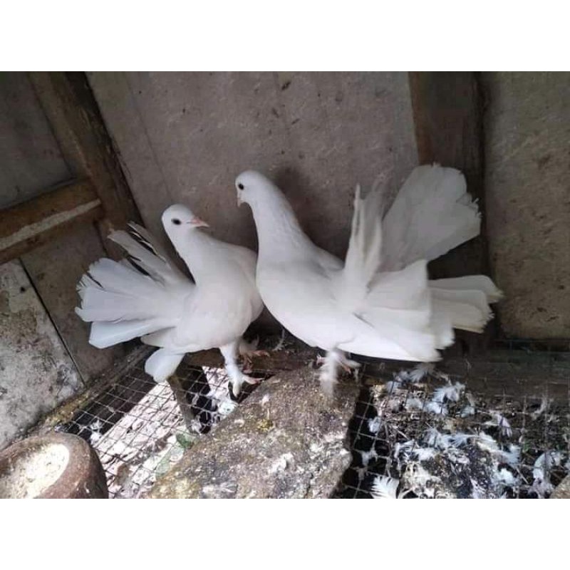 Jual Induk Burung Merpati Kipas Indukan Merpati Hias Putih Dewasa ...