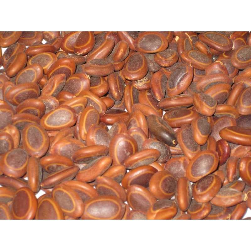 Jual Benih Sengon Buto (Enterolobium cyclocarpum) | Shopee Indonesia