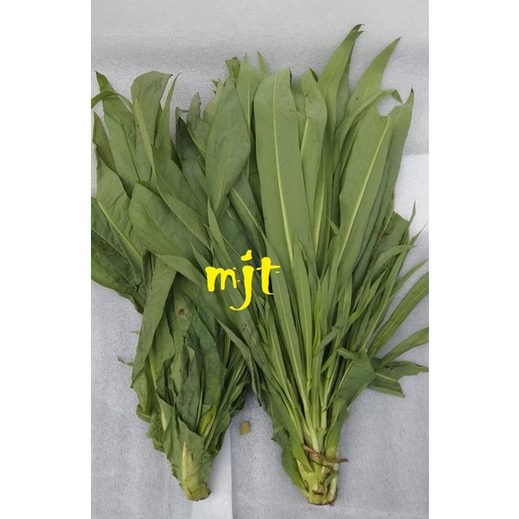Jual 500gr Sayur Fumak Pakan Torto Reptile Sulcata Aldabara 500 gr ...