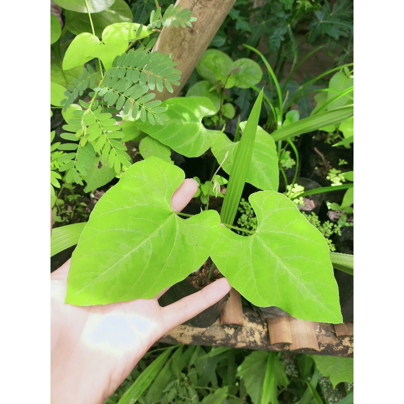 Jual Bibit Kacang Koro Benguk | Shopee Indonesia