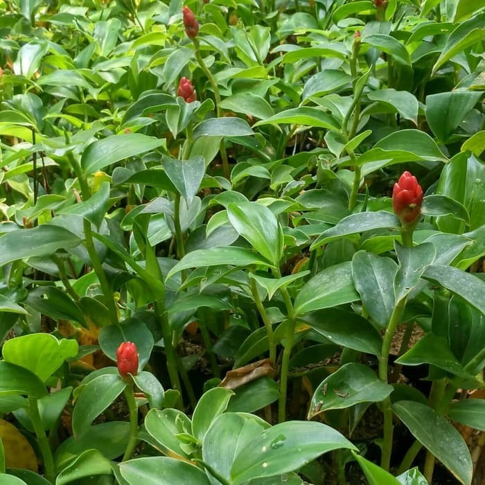 Jual Tanaman Hias Pacing Pentul | Pohon Pacing | Tanaman Hias | Shopee ...