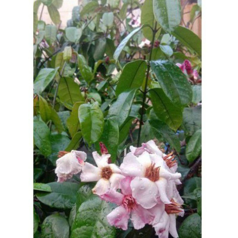Jual tanaman hias melati Papua - STROPHANTHUS GRATUS - bunga melati ...