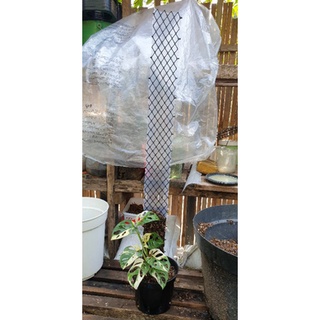 Jual Turus Tanaman Mika Fiber Tinggi 1 Meter Bisa diisi Media | Shopee ...