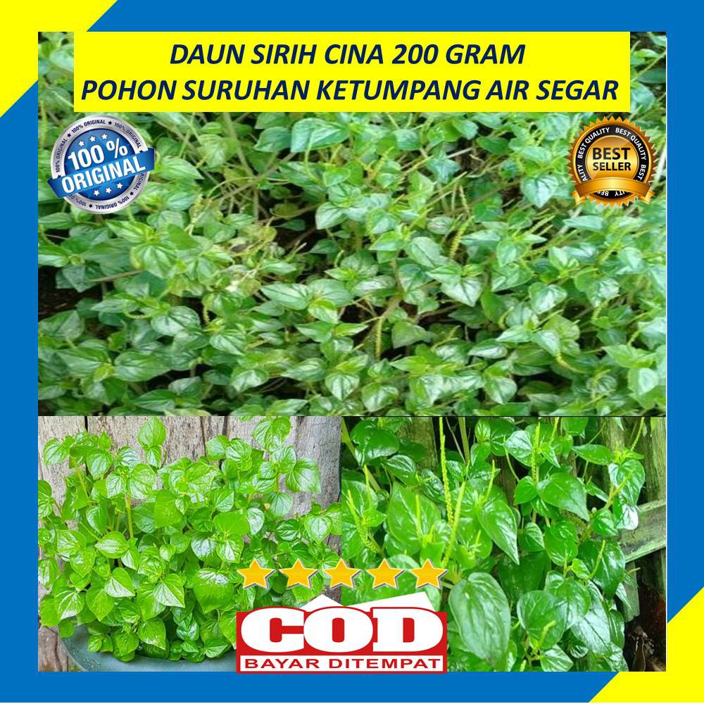 Jual Daun Suruhan Sirih Cina 200 Gram Ketumpang Air Segar | Shopee ...