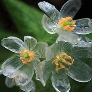 Jual Bibit Bunga Kerangka|Benih Bunga Ajaib Diphylleia Grayi|Bunga ...