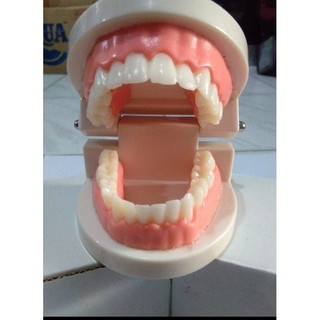 Jual model gigi edukasi/model studi gigi,dental study,model gigi ...