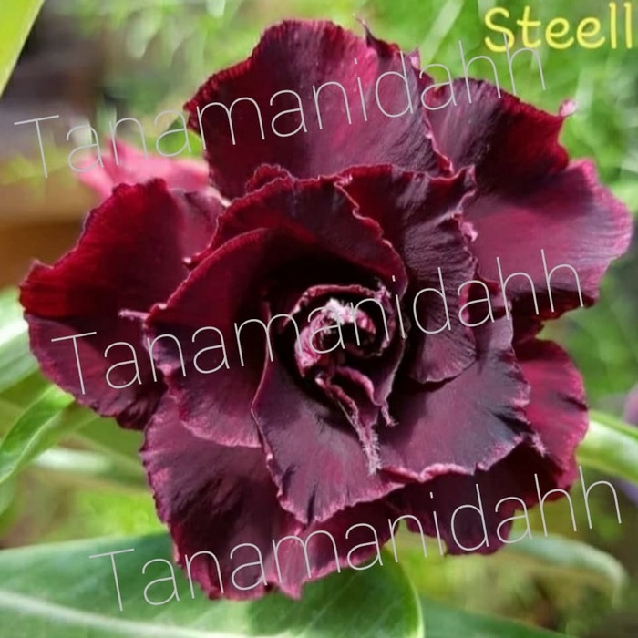 Jual Bibit Tanaman Hias Adenium Kamboja Jepang Stell Adenium Bunga