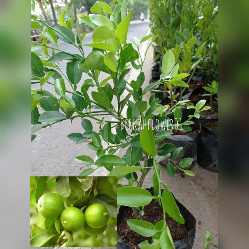 Jual Pohon Jeruk Nipis, Pohon Obat Batuk, Tanaman Jeruk Nipis Okulasi ...