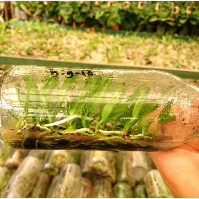 Bibit Botol Anggrek Dendrobium Hybrid Botolan Dendro Hibrid | Shopee ...