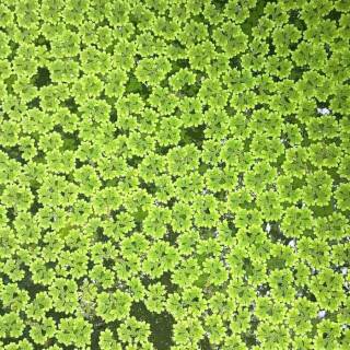 Azola, azola mikrophyla, bibit azola, rumput azola, tanaman azola ...