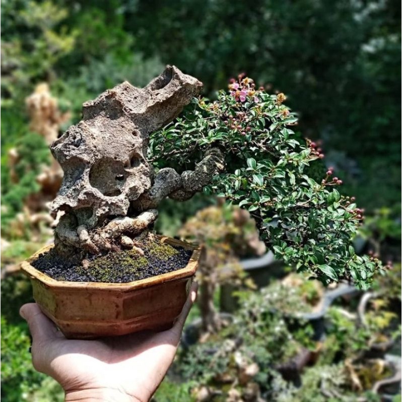 Jual bonsai sakura micro kelas prospek | Shopee Indonesia
