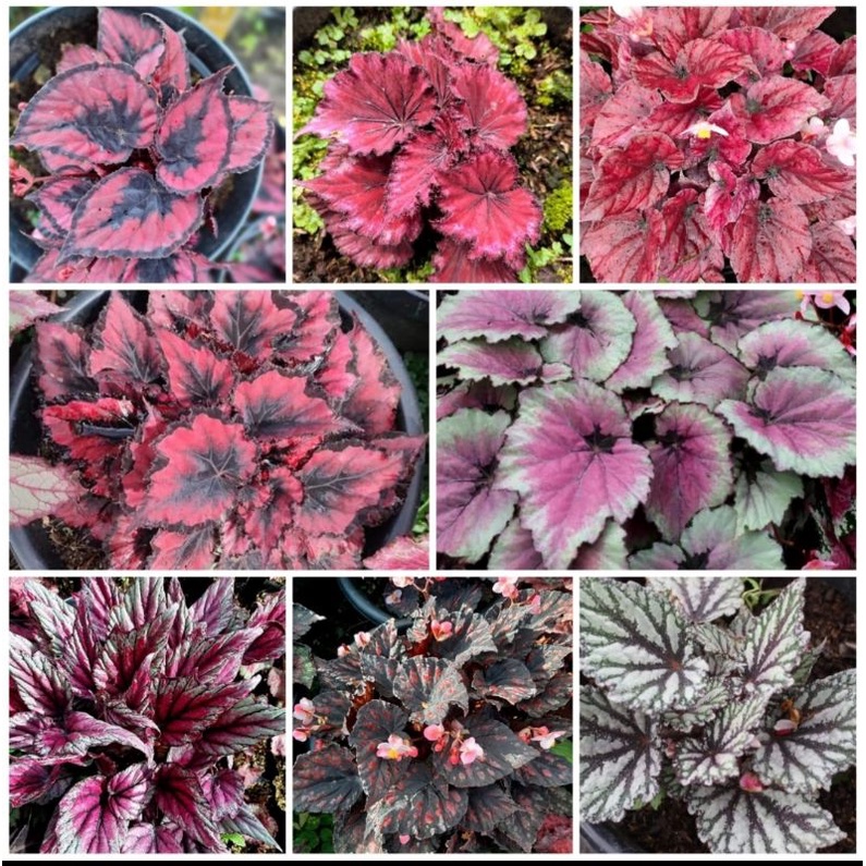 Jual Paket Hemat jumbo (8jenis begonia) | Shopee Indonesia