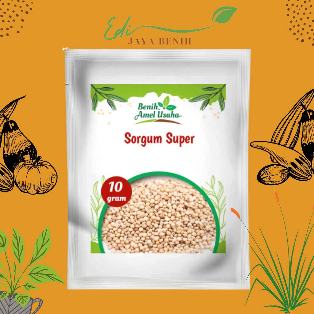 Jual Benih sorgum super isi 10 gram / bibit sorgum / benih pakan ternak ...