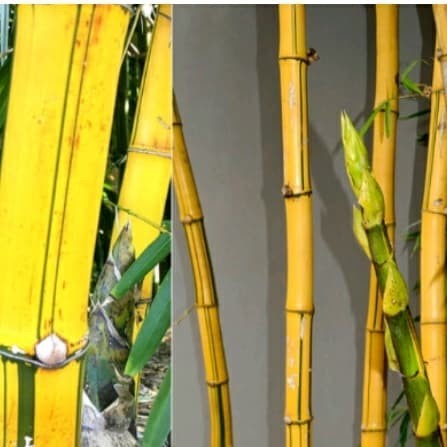 Harga Bambu Panjang 1 Meter Terbaru Agustus 2023 |BigGo Indonesia