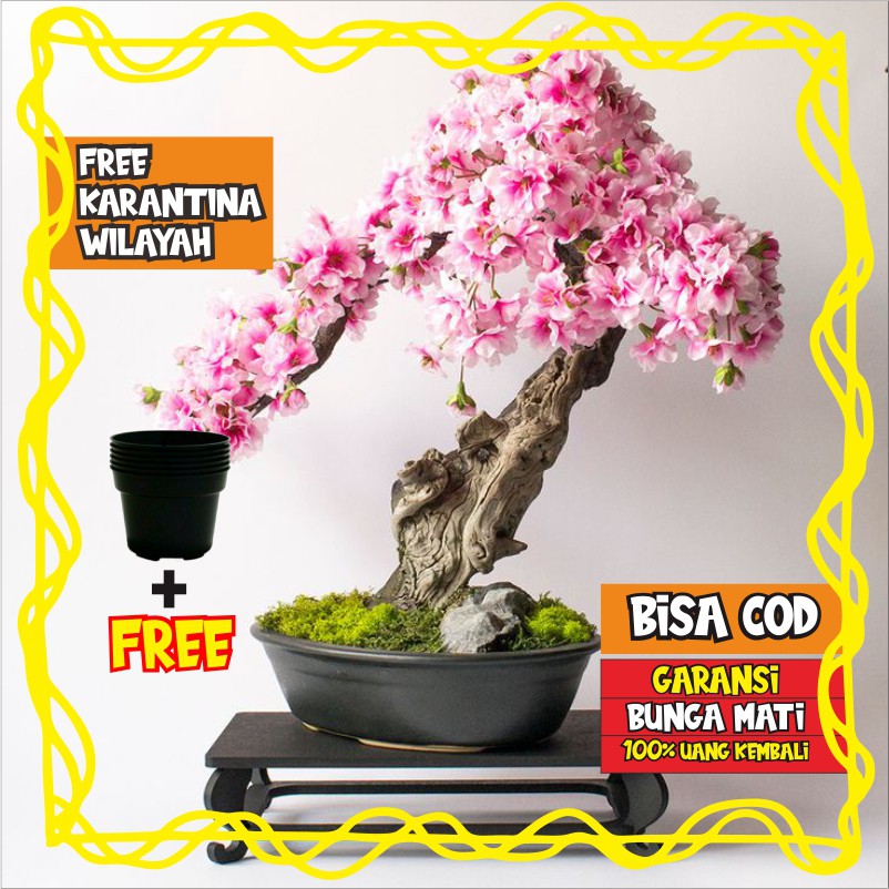Jual TANAMAN BUNGA POHON HIAS SAKURA HIDUP SEGAR HIASAN RUMAH AKSESORIS ...