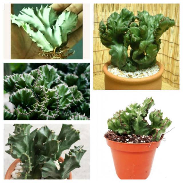 Harga Succulent.unik Terbaru Mei 2023 |BigGo Indonesia
