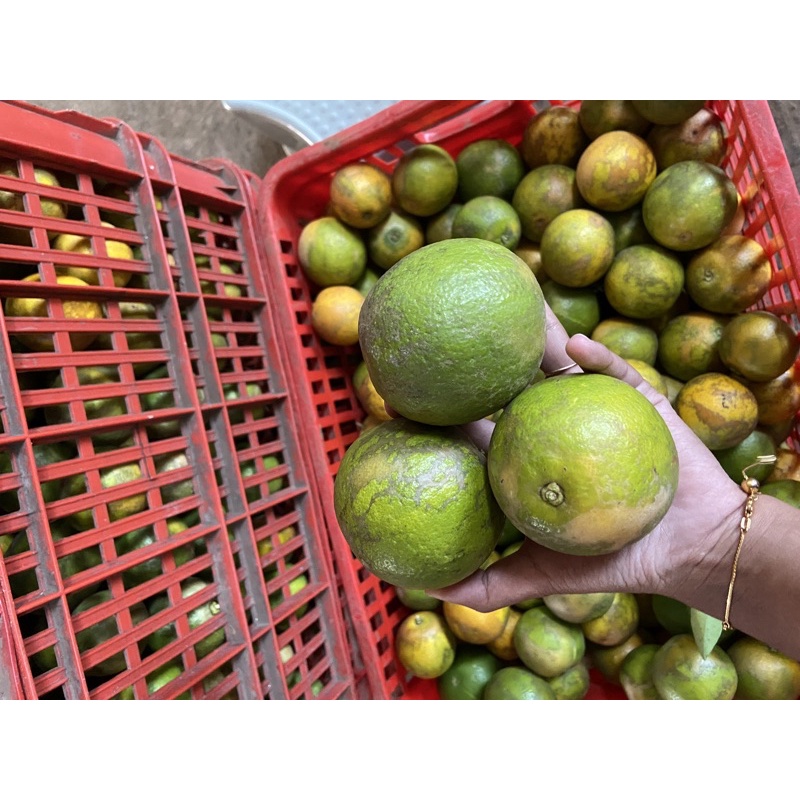 Jual jeruk baby java manis ( jeruk malang) per 1kg Indonesia|Shopee ...