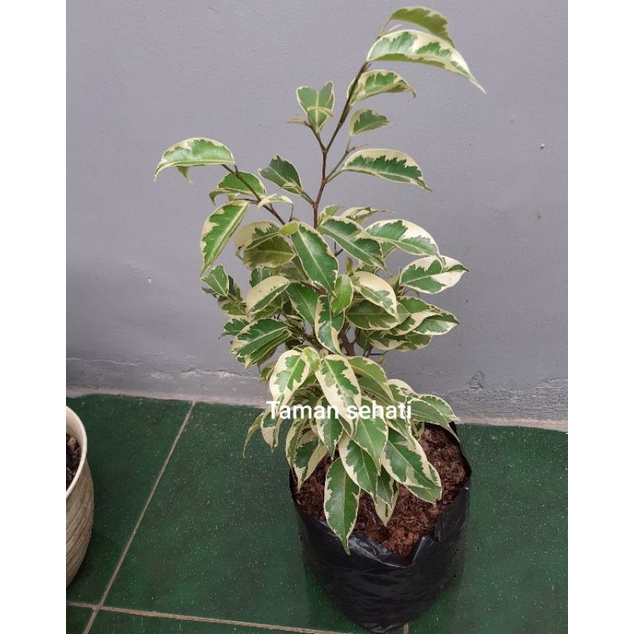 Jual Tanaman beringin putih parigata / beringin putih | Shopee Indonesia