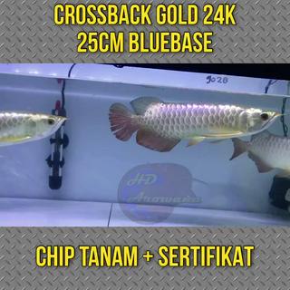 Jual AROWANA/ARWANA GOLDEN CROSSBACK 24k SIZE 25CM SERTIFIKAT | Shopee ...