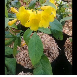 Jual Tanaman Hias Tecomaria/yellow bell - Bibit Tanaman Hias Tecomaria ...