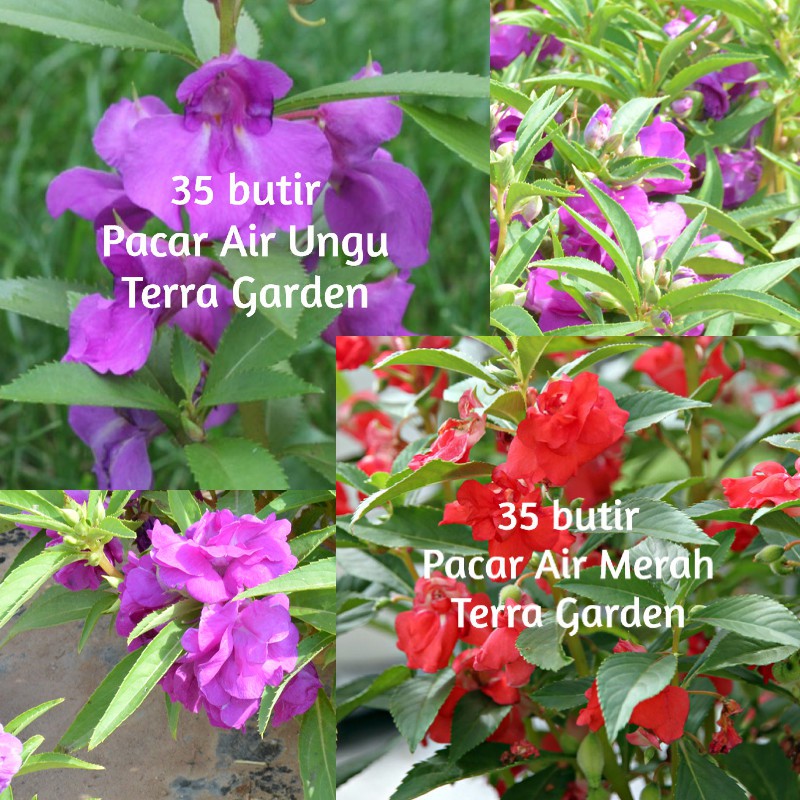Jual Benih/Biji Bunga Pacar Air Ungu Merah Red Purple Impatiens ...