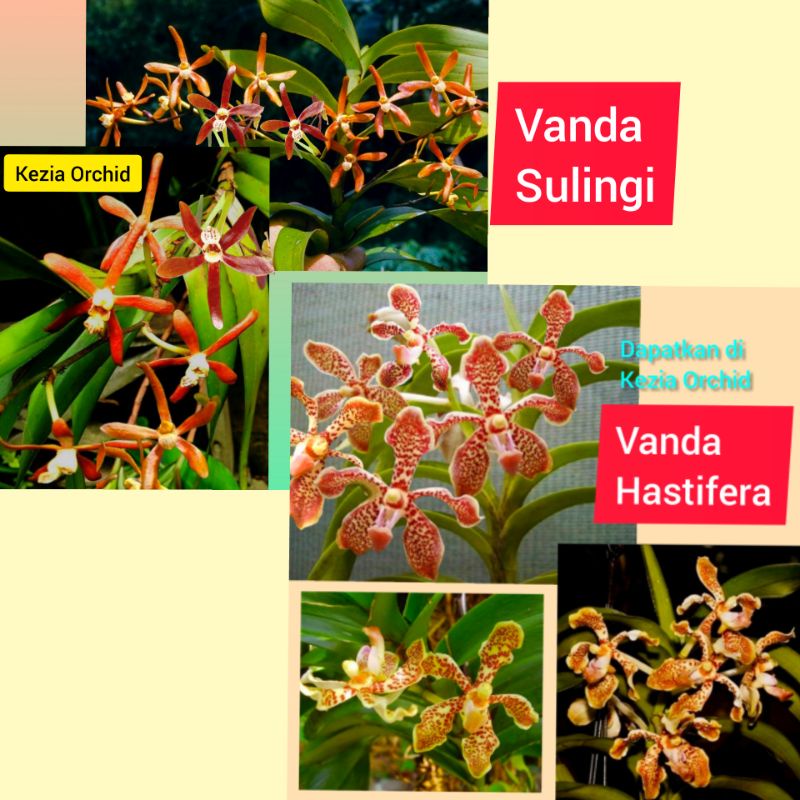 Jual Anggrek Vanda Hastifera ; Vanda Sulingi anggrek vanda spesies ...