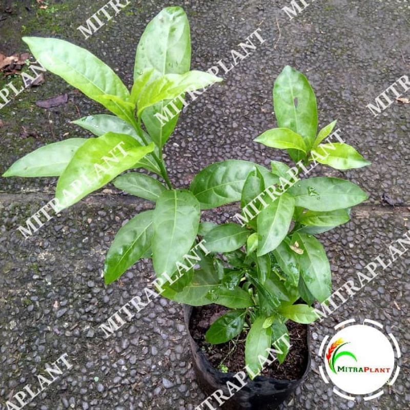 Jual bunga arum dalu Harga Terbaik & Termurah September 2022 | Shopee ...