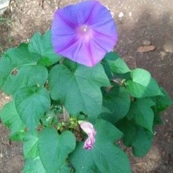 Jual tanaman morning glory, bunga morning glory | Shopee Indonesia