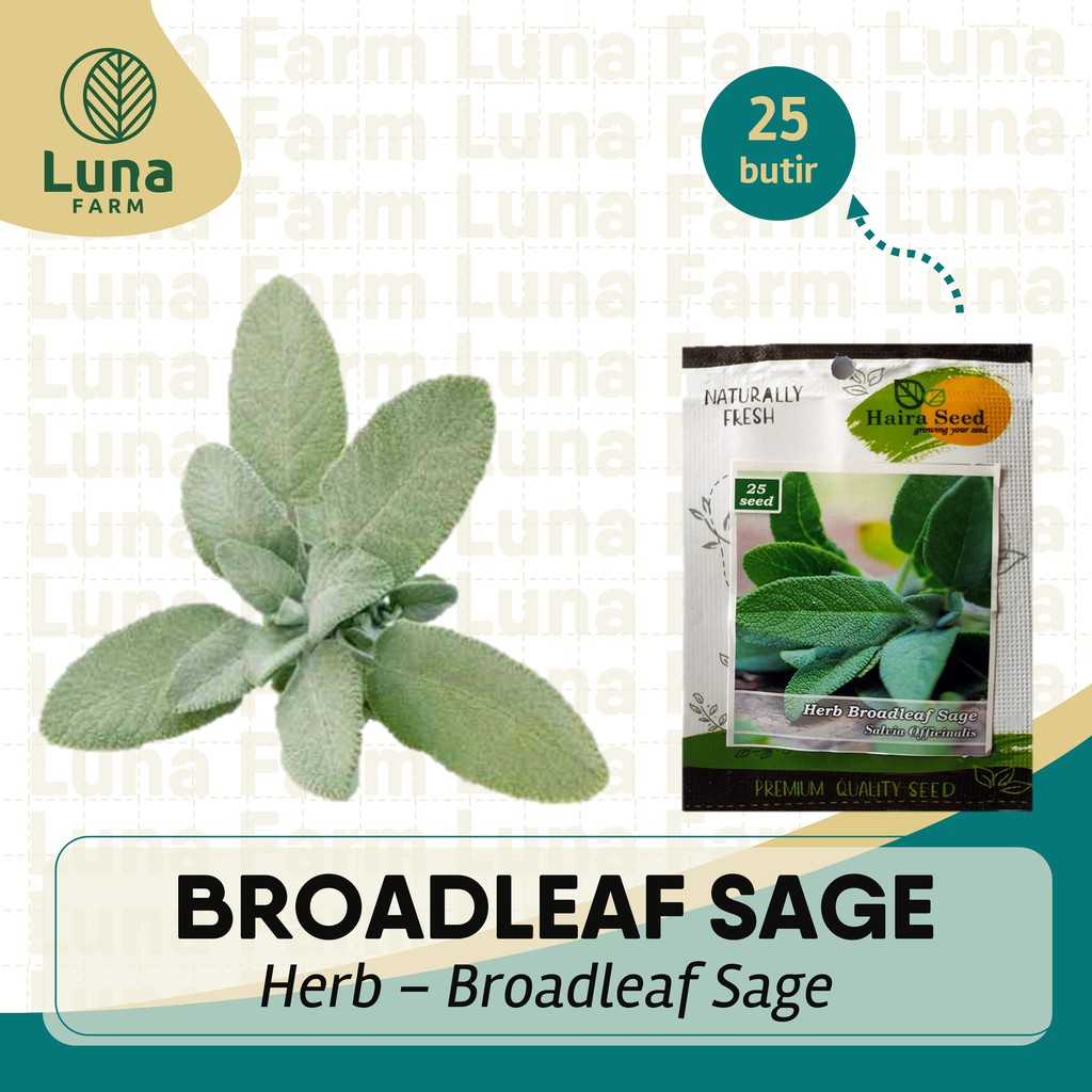 Jual Benih Herb Broadleaf Sage Haira Seed Kemasan Urban Isi 25 Butir ...