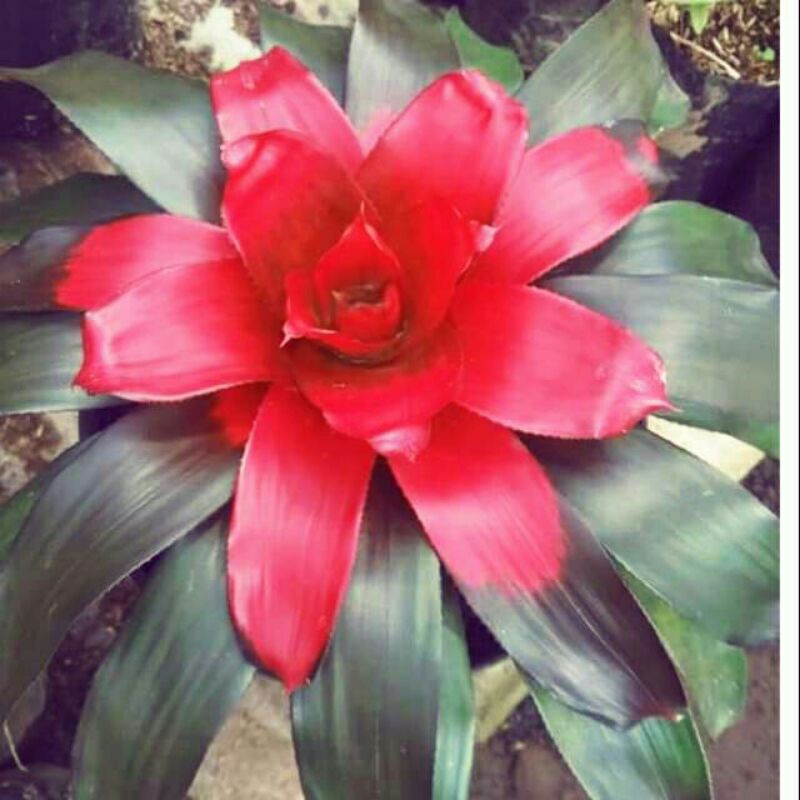 Jual tanaman hias bromelia merah-bromelia cantik-promo bromelia merah ...