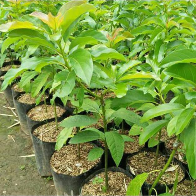 Jual BIBIT ALPUKAT PLUANG SAMBUNG PUCUK | Shopee Indonesia