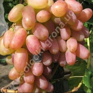 Bibit Anggur Transfiguration - Anggur Trans -Transfigurasi - Anggur ...