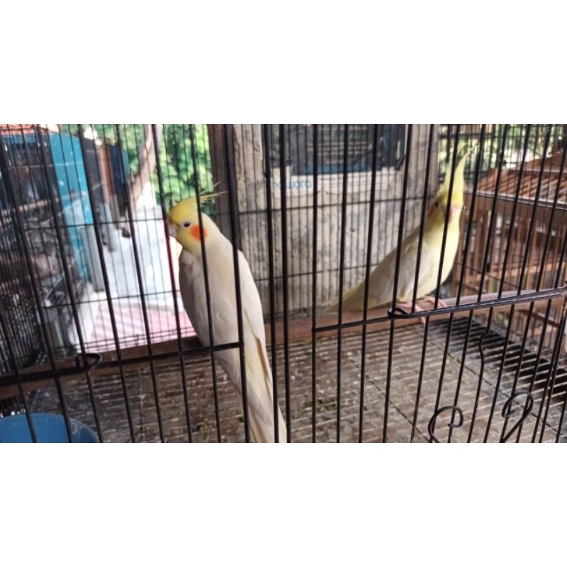 Jual BURUNG FALK AUSTRALIA LUTINO/PARKIT AUSTRALIA | Shopee Indonesia