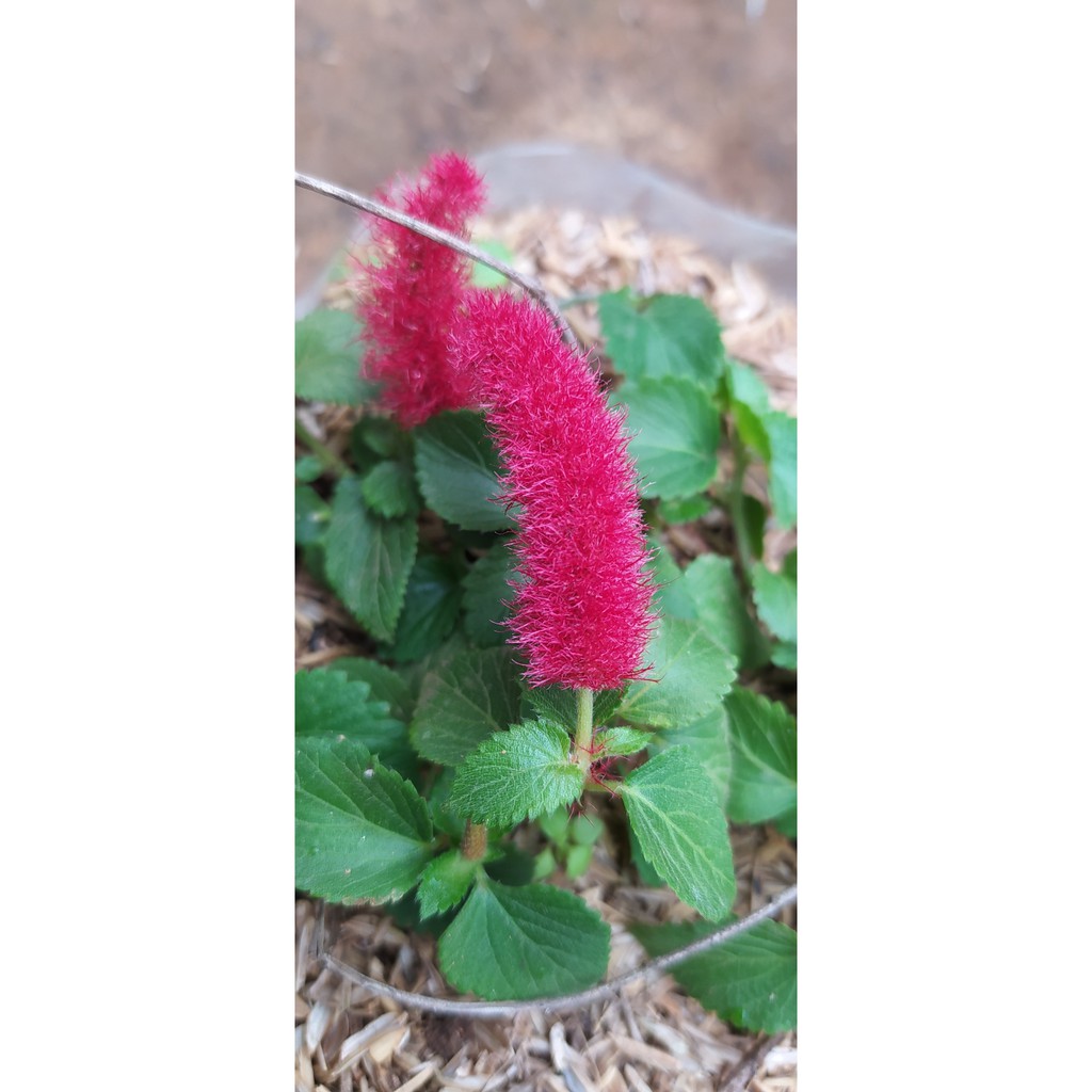 Jual Tanaman hias bunga gantung ulat-ulatan/ Ulat Merah / Ekor Api ...