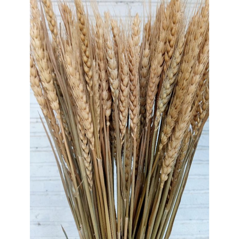 Jual bunga gandum kering asli tanpa bleaching | Shopee Indonesia