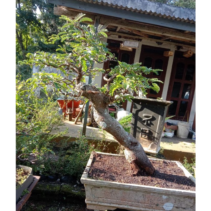 Jual Bonsai Asem Jawa Ori | Shopee Indonesia