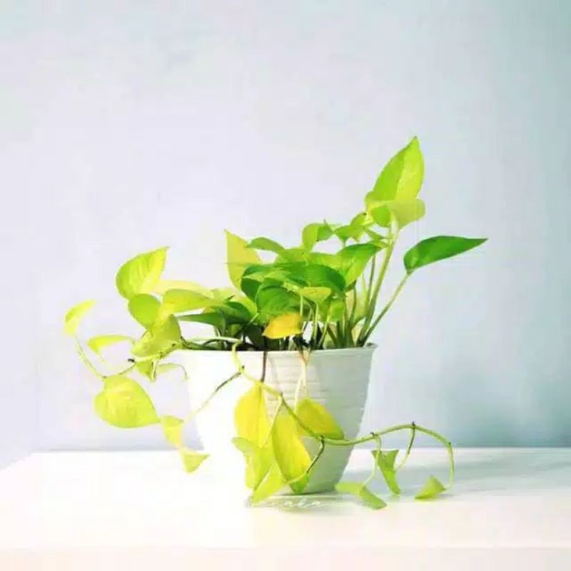 Jual Tanaman Hias Gantung Sirih Gading Love Kuning - Tanaman hias ...