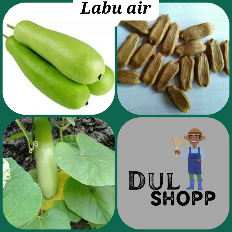 Jual 100 biji benih labu air( kukuk ) | Shopee Indonesia Jual 100 biji benih labu air( kukuk ) | Shopee Indonesia