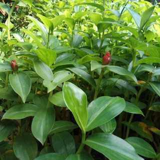 Jual Bibit Pohon Pacing Pentul Merah - tanaman pacing pentul bunga ...