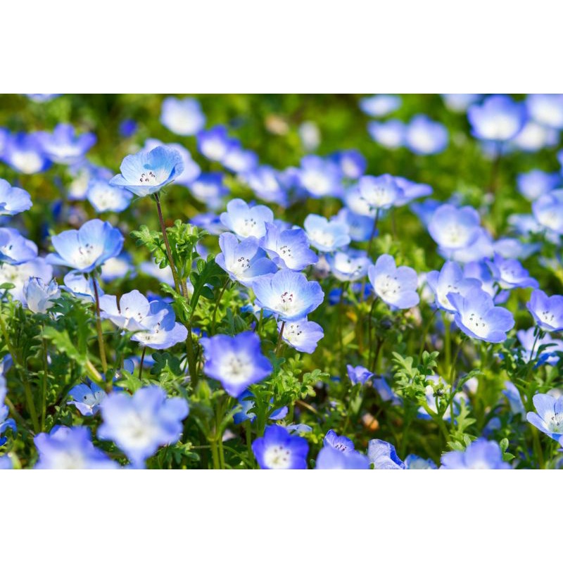 Jual bibit blue eyes Tanaman Hias bunga baby blue eyes | Shopee Indonesia